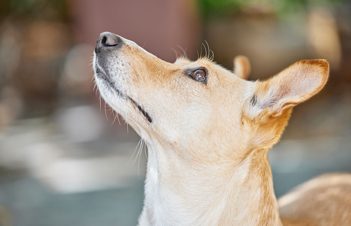 Separation anxiety medication options - Reconcile® (fluoxetine ...